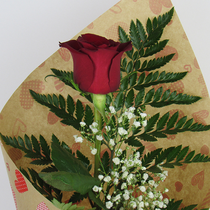 Rosa individual Kiss | Flowering